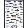 Freshwater Fish Wall Poster by Unknown at FulcrumGallery.com