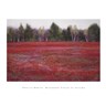 Blueberry Fields in Autumn Fine Art Print by Phyllis Rowley at ...