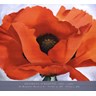 Red Poppy Fine Art Print by Georgia O'Keeffe at FulcrumGallery.com