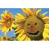 Sunflower Smile Wall Poster by Unknown at FulcrumGallery.com