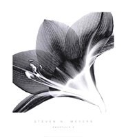 X-Ray Flower Art | X-Ray Flower Prints at FulcrumGallery