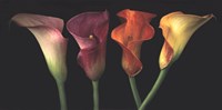 Calla Lily Art | Calla Lily Artwork at FulcrumGallery.com