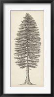 Tree Art and Tree Artwork | Art Prints at FulcrumGallery