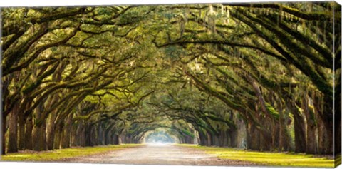 Path Lined with Oak Trees Fine Art Print by Unknown at FulcrumGallery.com