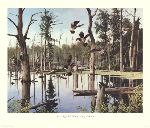 Summer Refuge, Wood Ducks Fine Art Print by Anthony J. Rudisill at ...