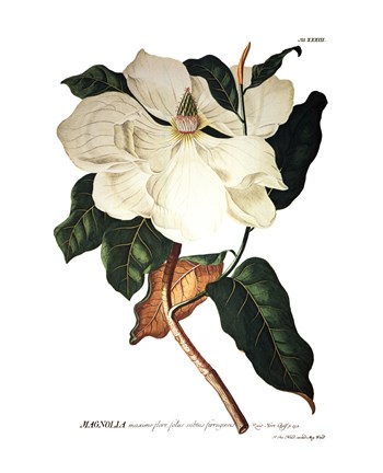 Magnolia 33 Fine Art Print by Jacob Trew Christoph at FulcrumGallery.com