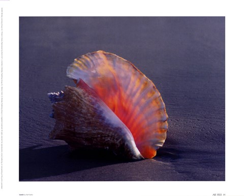 Conch Fine Art Print by Ruth Burke at FulcrumGallery.com