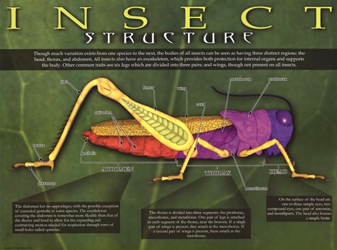 Insect Structure Wall Poster by Unknown at FulcrumGallery.com