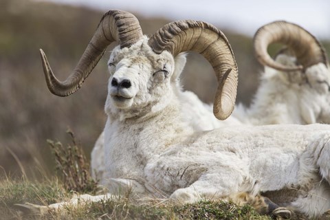 White Ram Animal