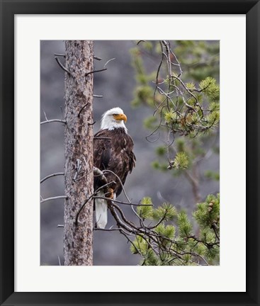 Bald Eagle Fine Art Print by Larry McFerrin at FulcrumGallery.com